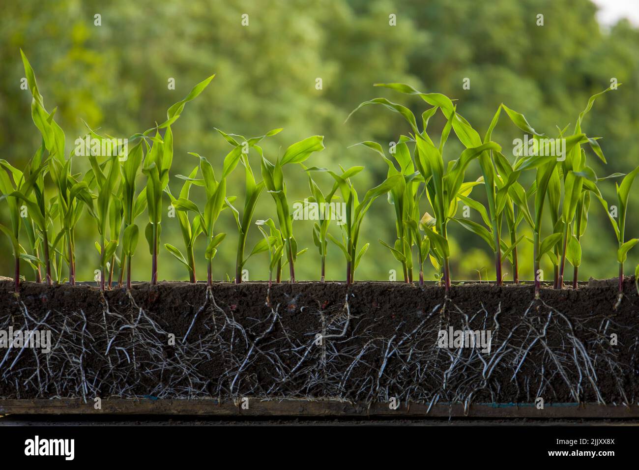 Corn plant roots hi-res stock photography and images - Alamy