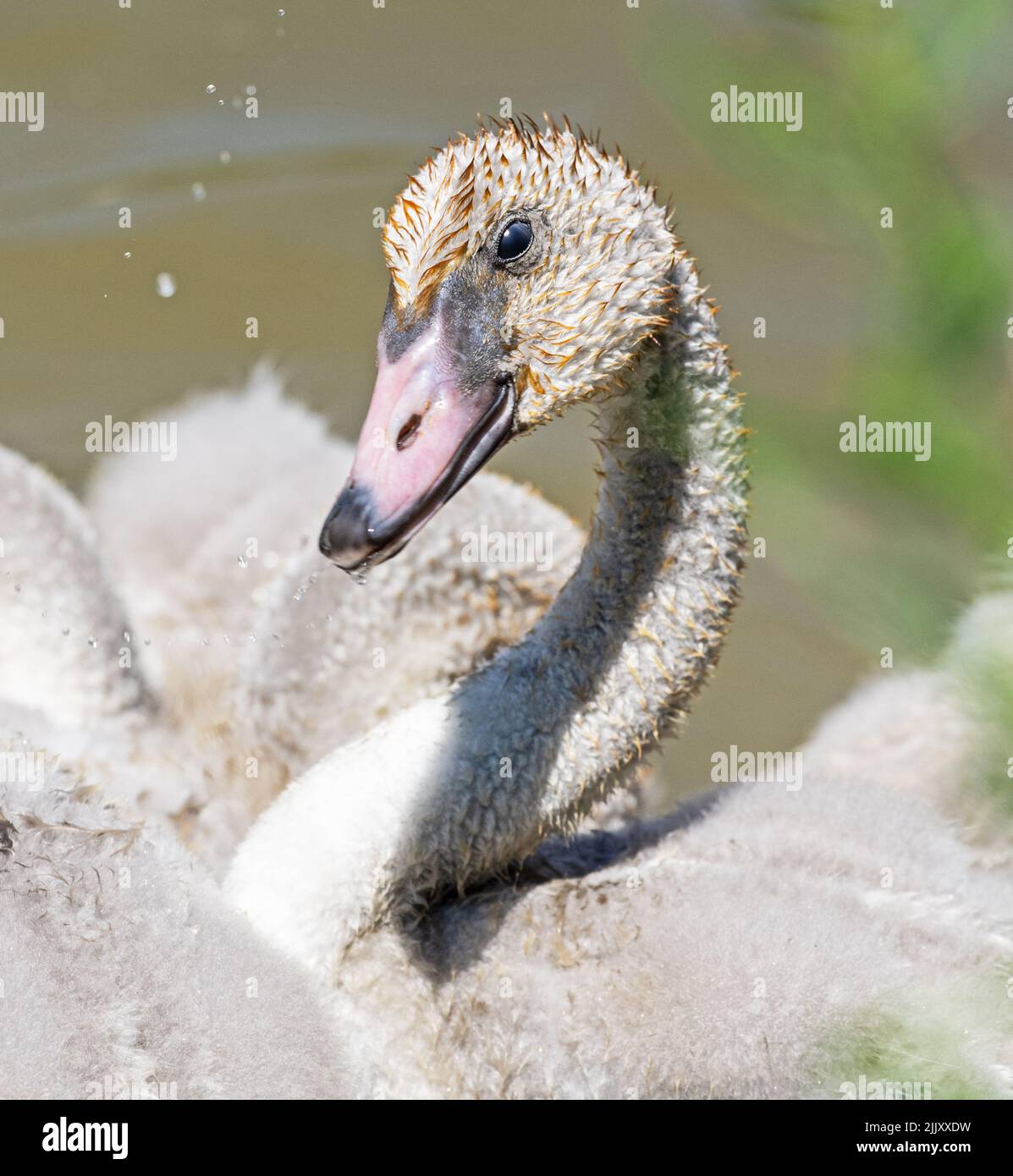 Cygnet birds wildlife hi-res stock photography and images - Alamy