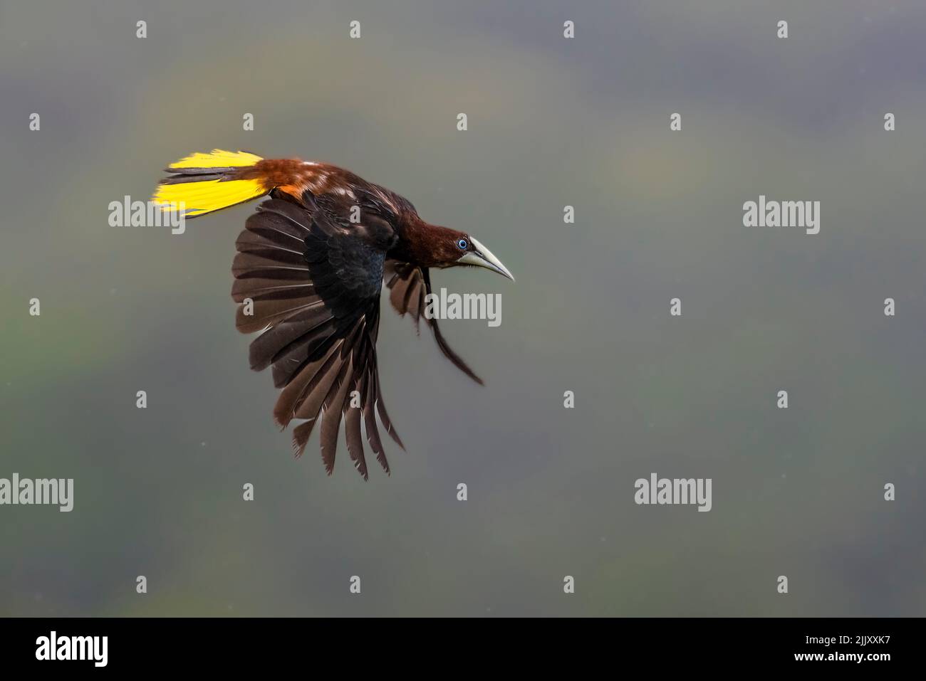 Chestnut headed oropendola hi-res stock photography and images - Alamy