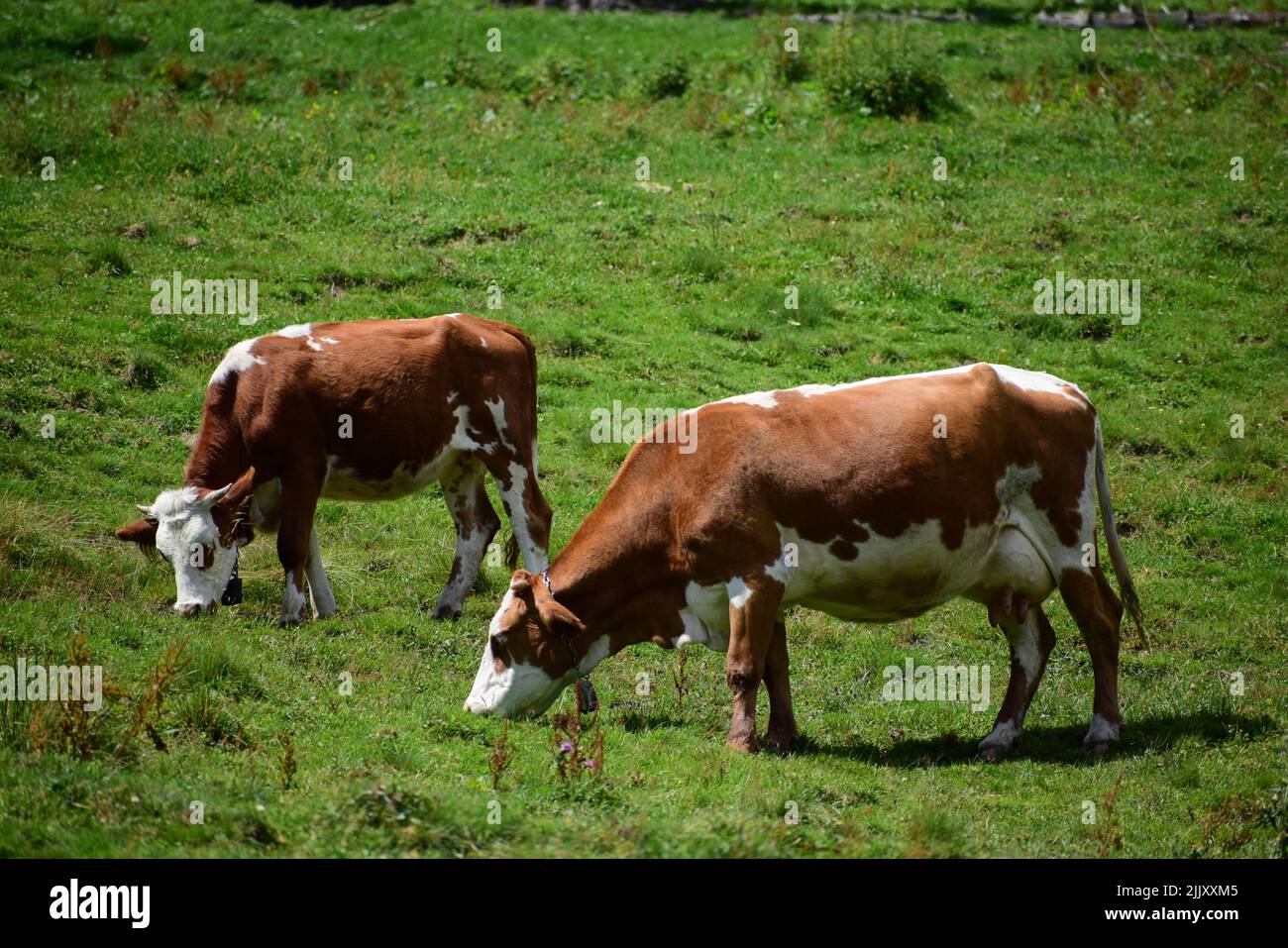 Cattle cows eating grass in field during daytime Stock Photo - Alamy