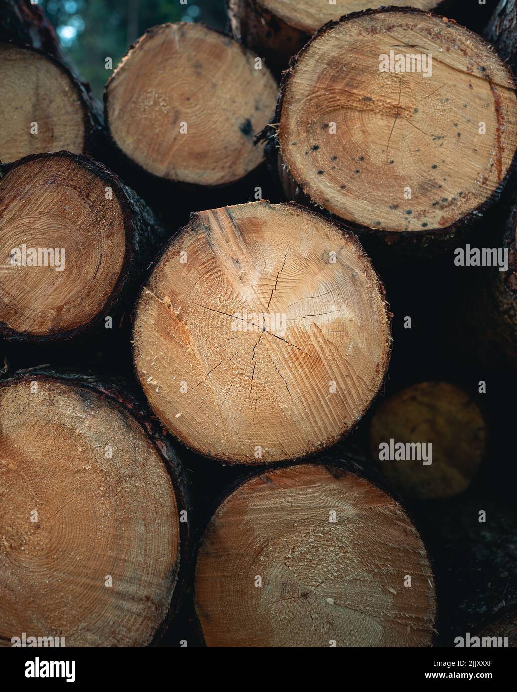 A vertical shot of cut tree trunks outdoors Stock Photo - Alamy