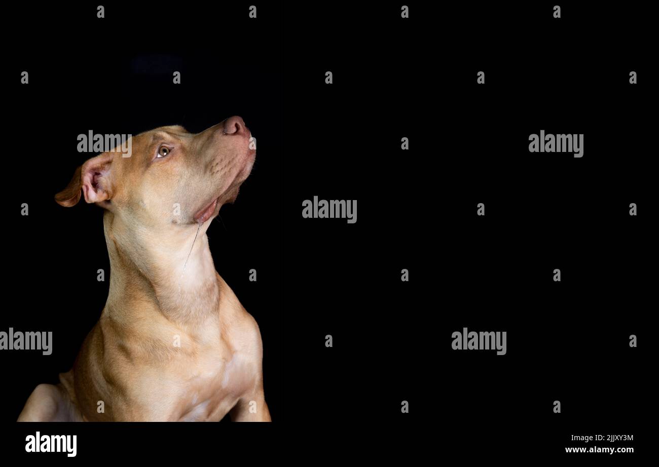 Portrait of a pit bull dog sitting and looking up against black ...