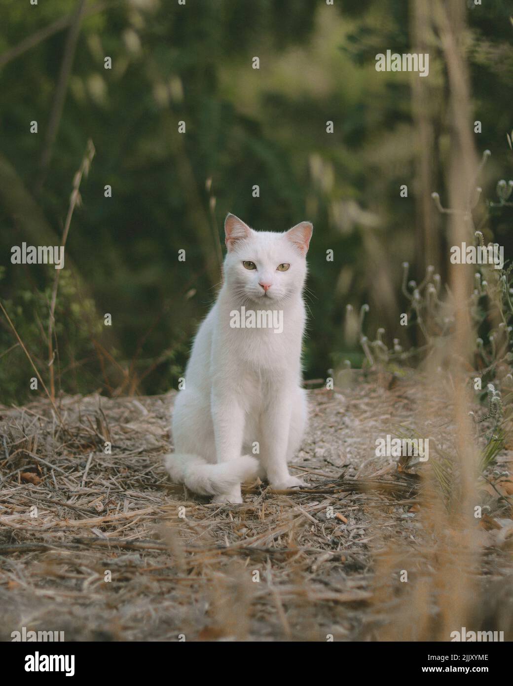 A selective focus shot of a beautiful white cat Stock Photo - Alamy