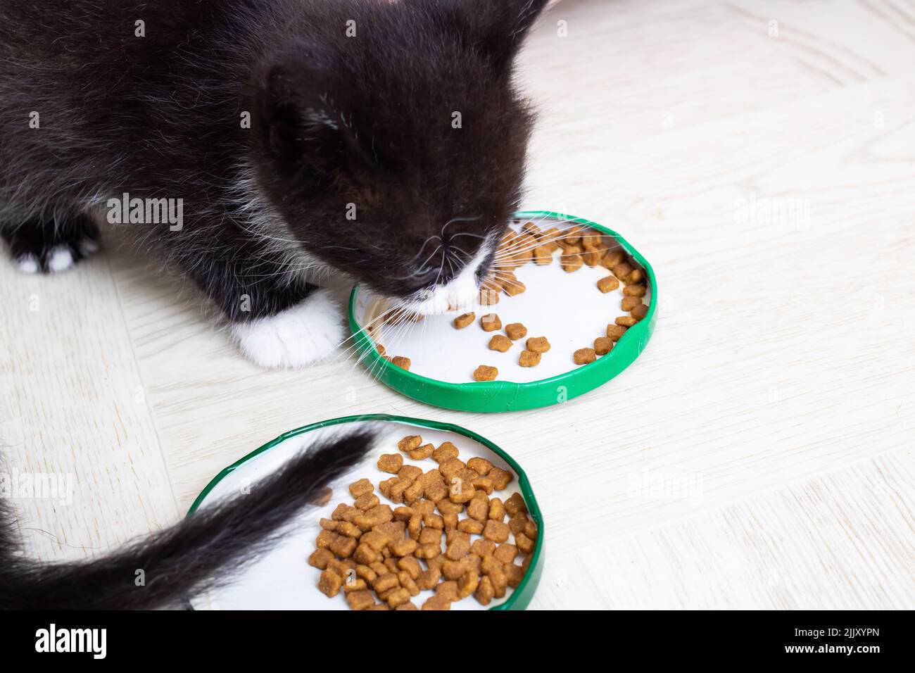 Beautiful domestic cat eats from hi-res stock photography and images ...