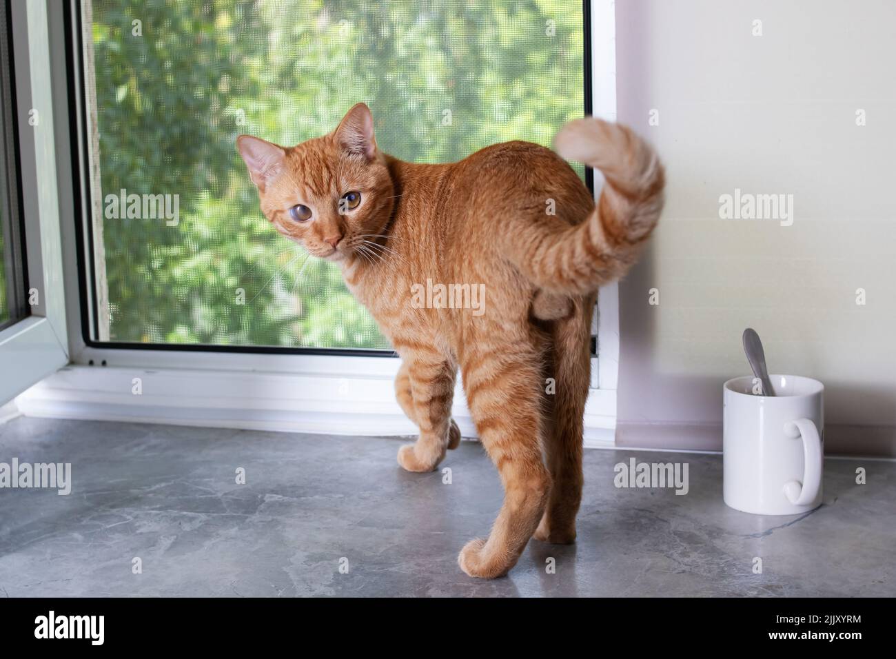 Red cat sits on windowsill and looks out window Stock Photo - Alamy