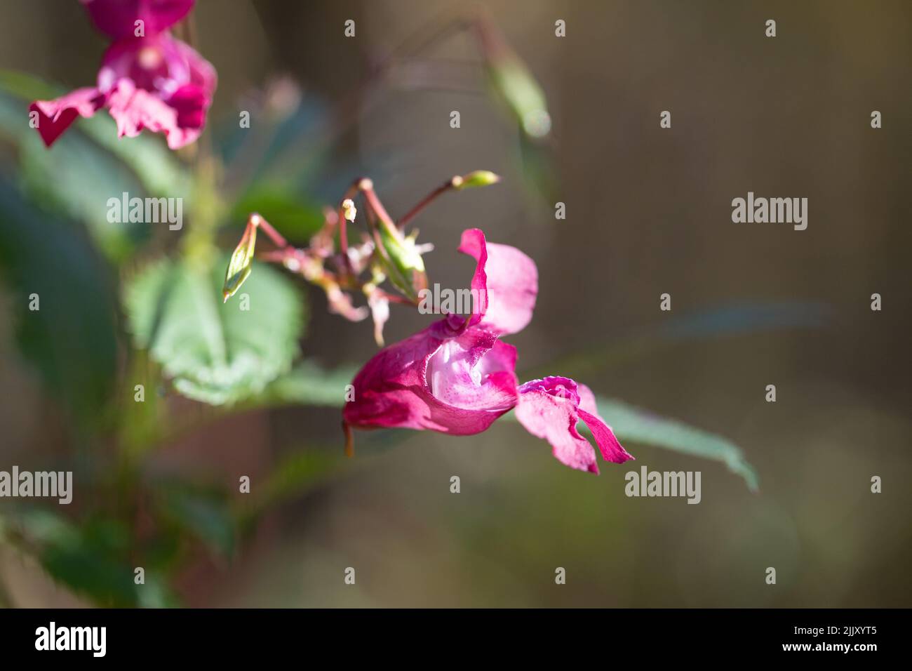 The pink flower Impatiens glandulifera Royle grows in the forest. Close ...