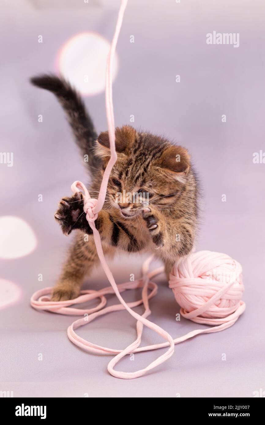 A tabby kitten is playing with a large ball of pink braid. Lilac pastel ...