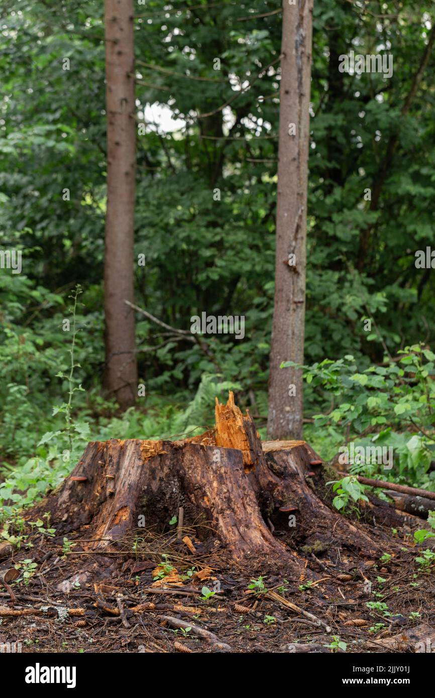 The stump was left from a big old tree in the wild forest. The old ...