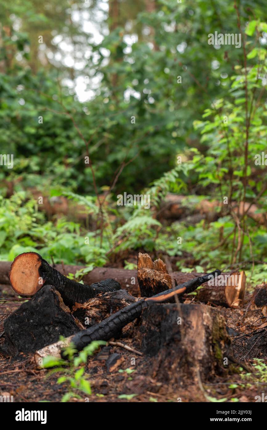 A charred stump was left from a large old tree in a wild forest. The ...