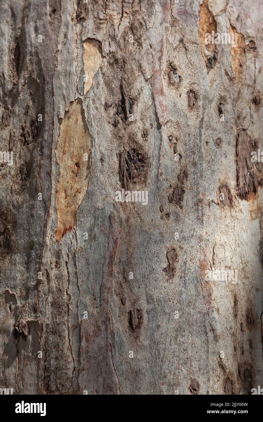 Tree trunk background. Vertical and close-up Stock Photo - Alamy