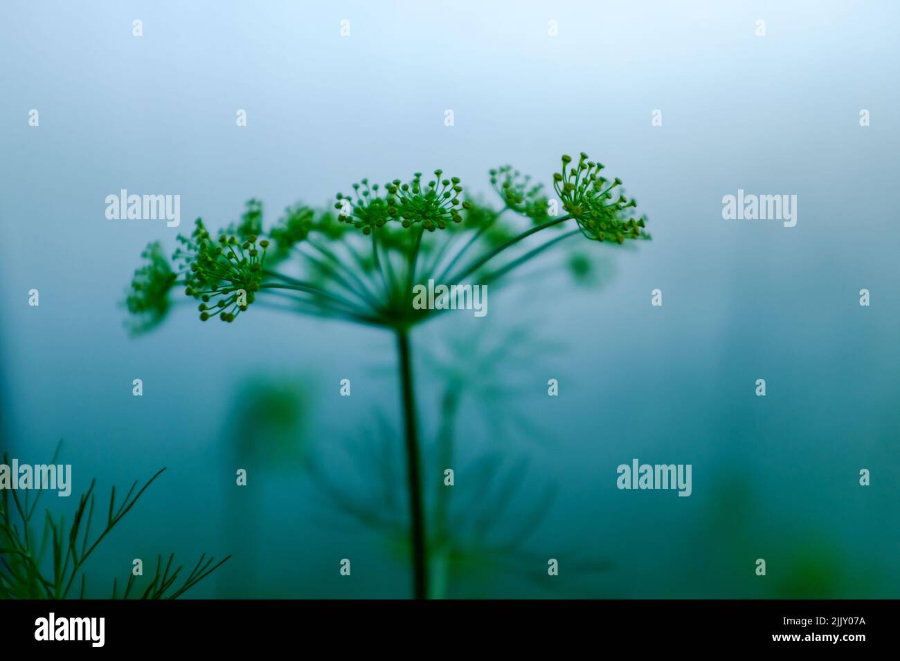 Dill rosette, close-up. Large inflorescence of dill on green background ...