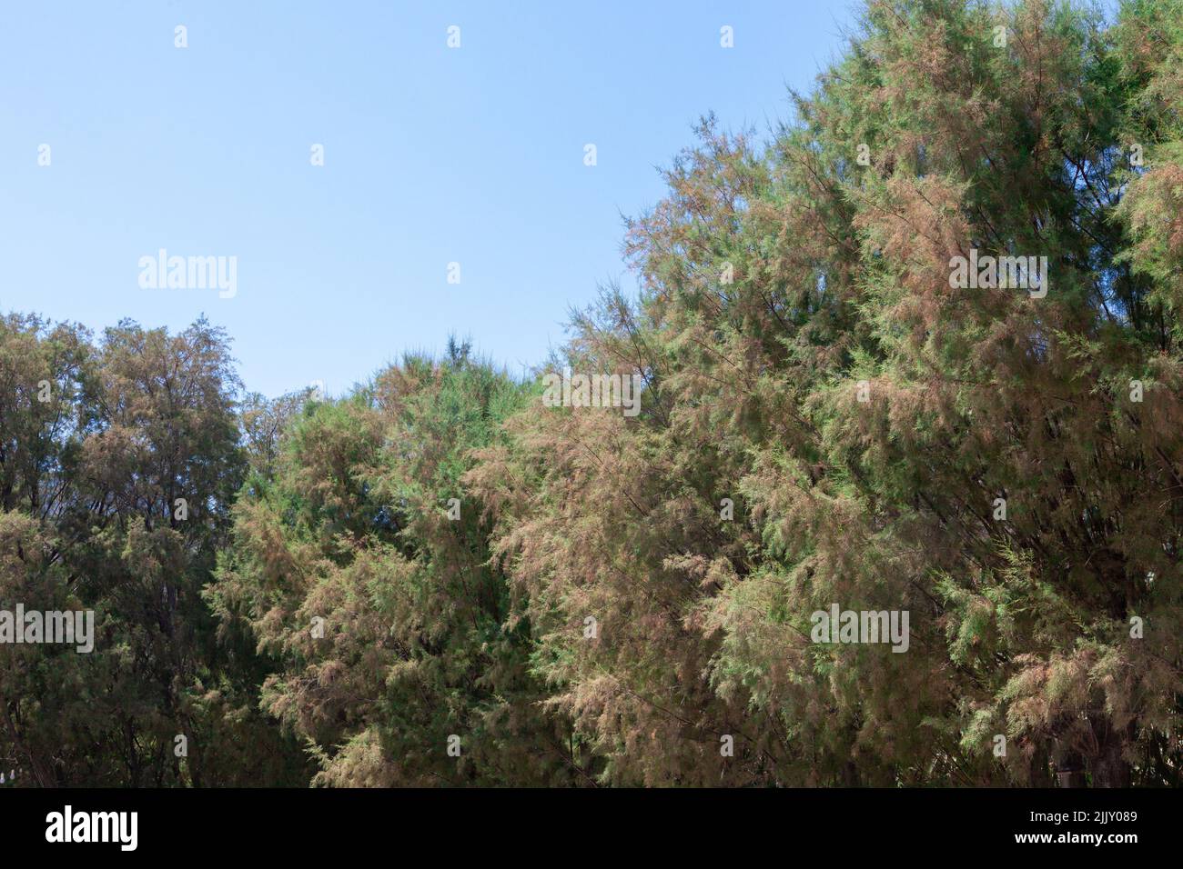 Tamarisk or tamarix trees. The landscape of tamarisk trees with blue ...