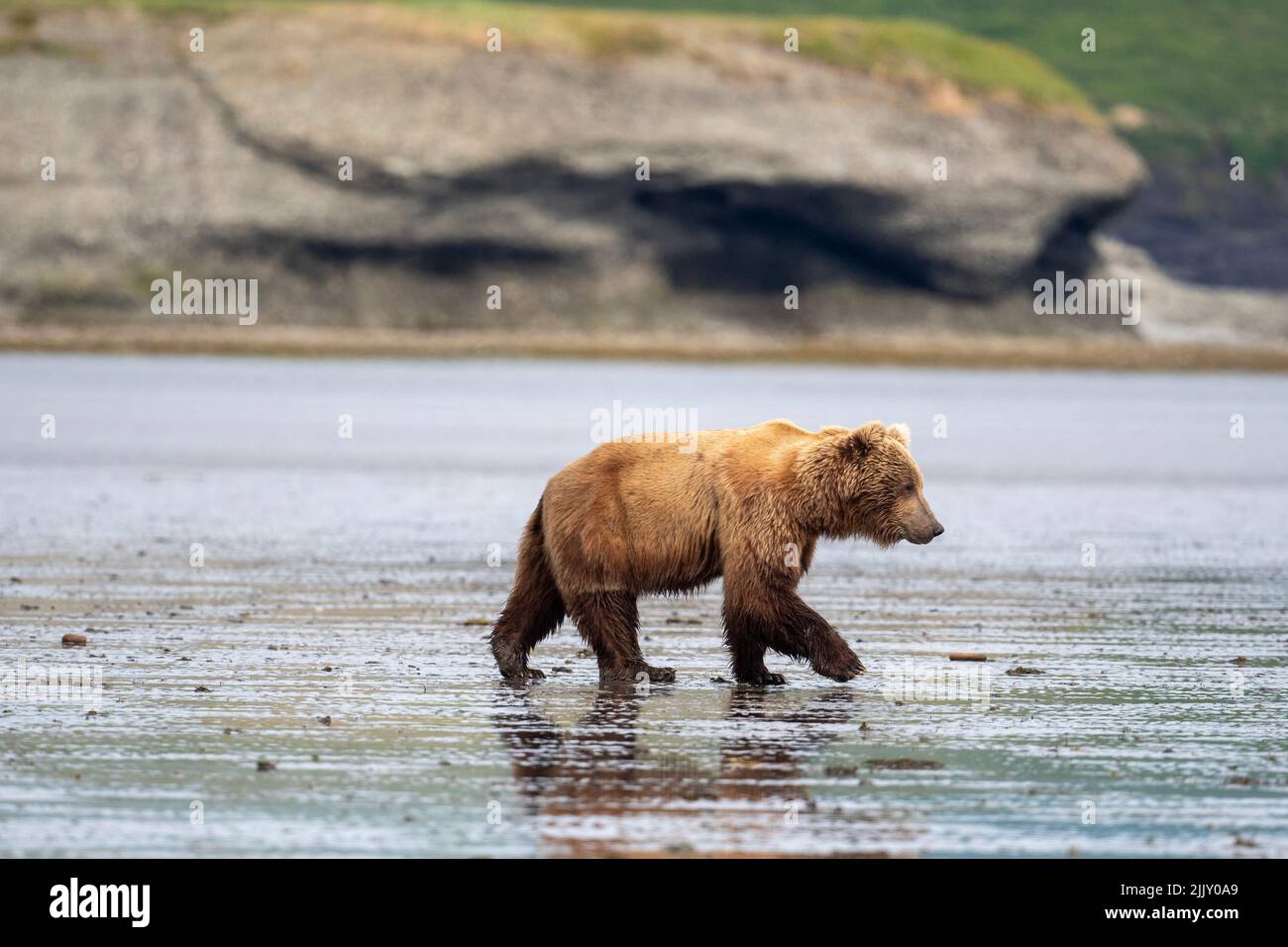 An Alaskan brown bear walks across mudflats of Akumwarvik Bay in McNeil ...