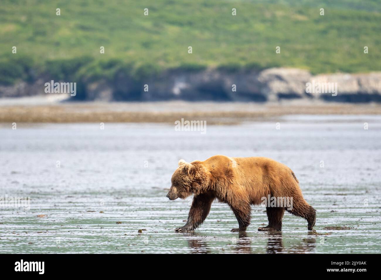 An Alaskan brown bear walks across mudflats of Akumwarvik Bay in McNeil ...