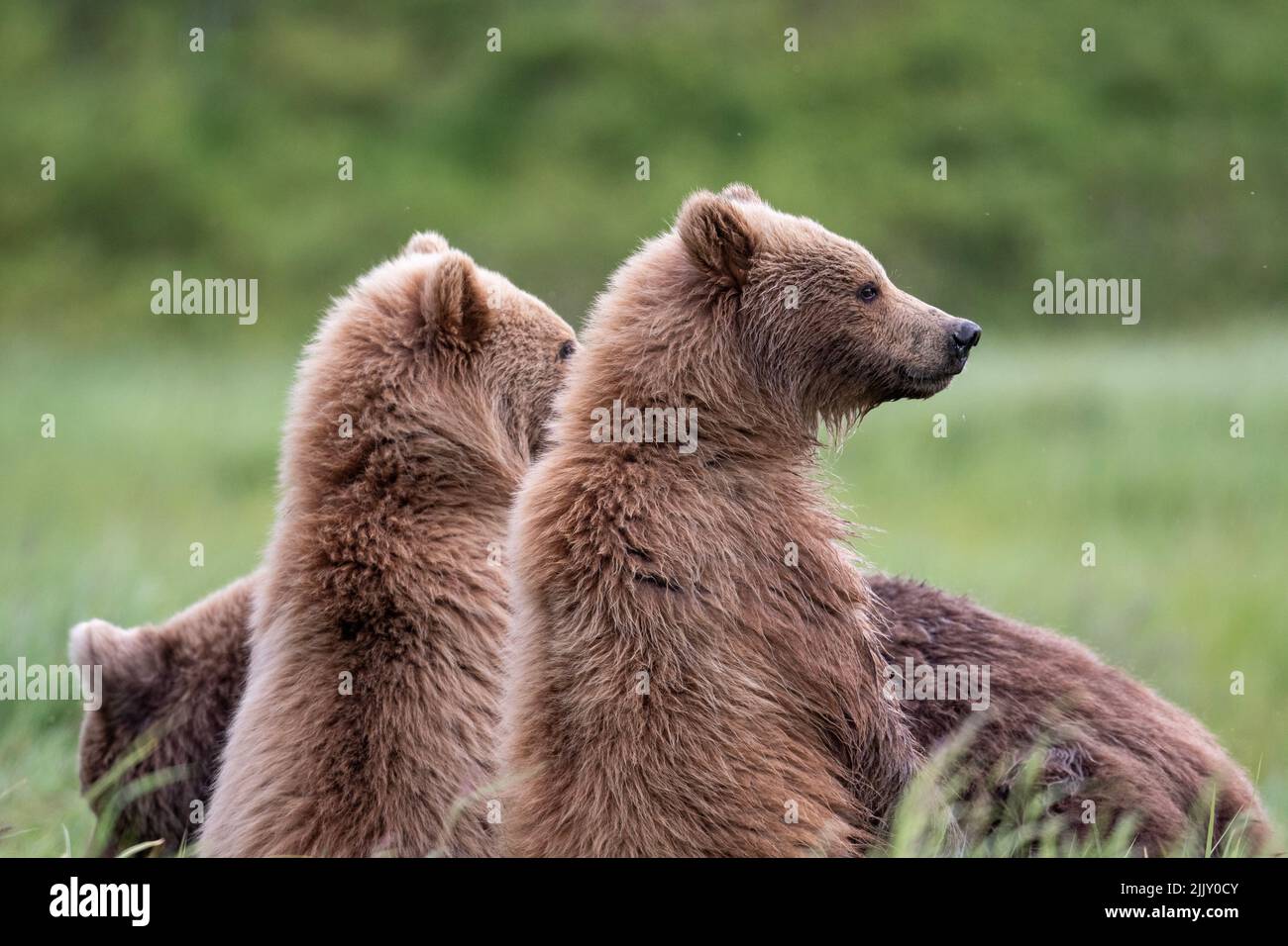 Two Alaskan brown bear cubs stand on their hind legs and watch a large ...