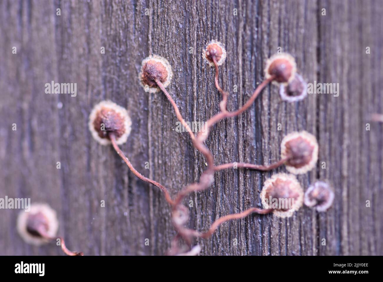 A closeup of a small unique creeper plant against the wall Stock Photo ...