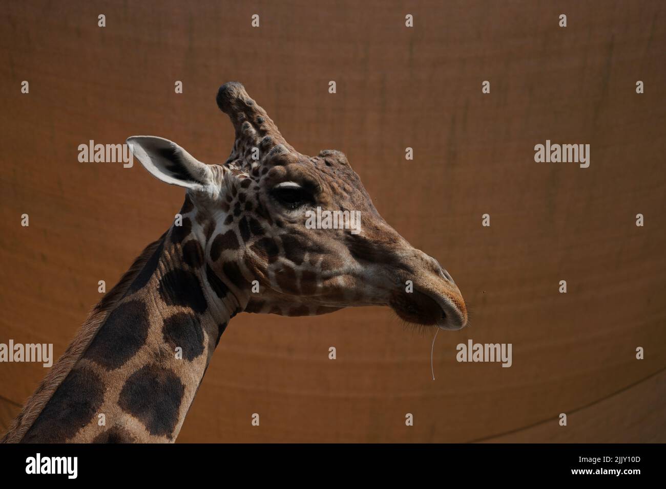A close up shot of a head of a northern giraffe from side profile Stock ...