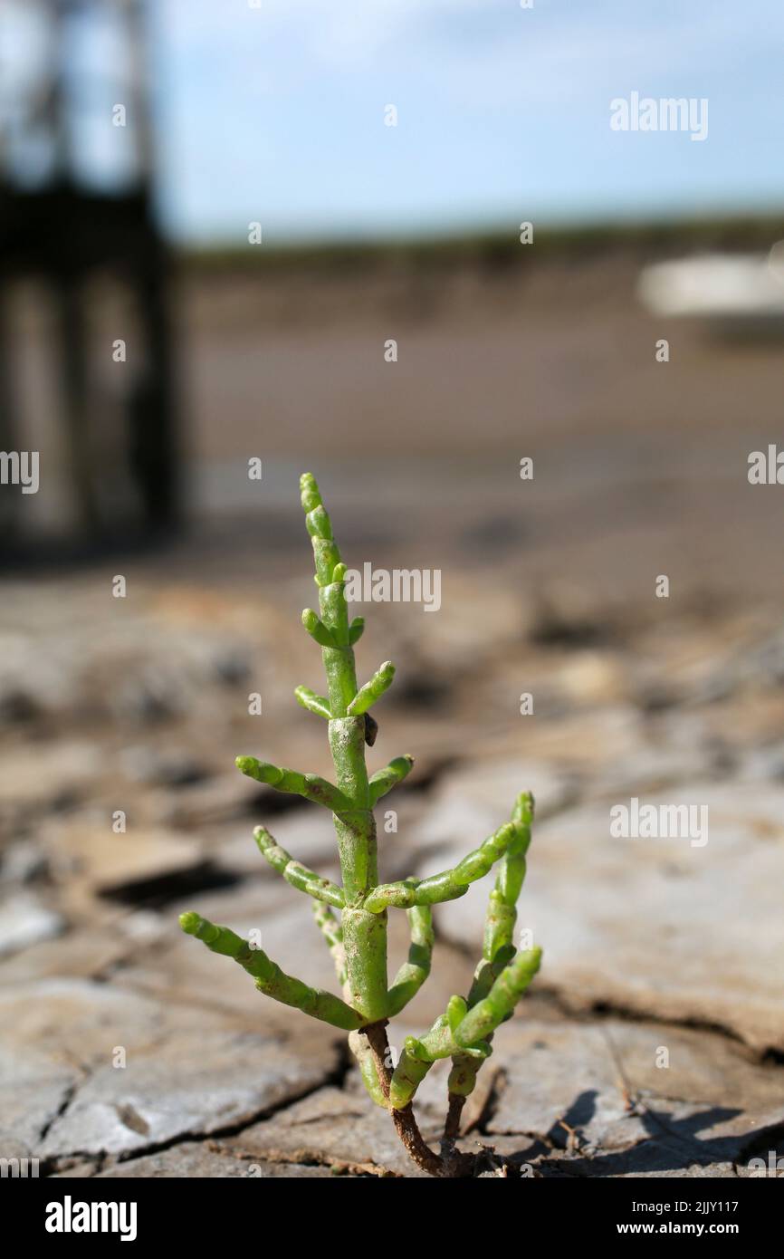 Salicorn, sea bean growing wild Stock Photo - Alamy