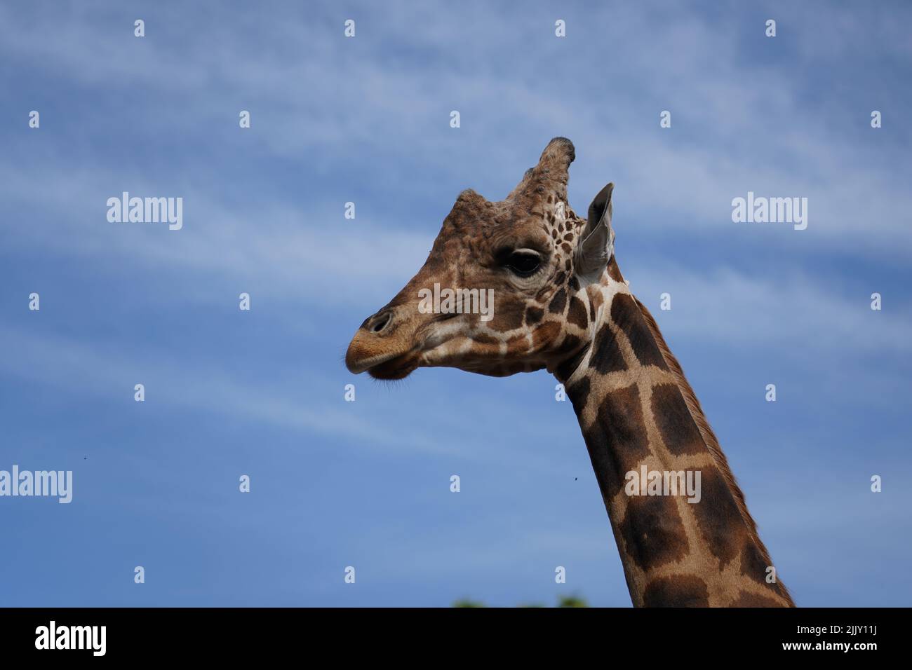A close up shot of a head of a northern giraffe from side profile Stock ...