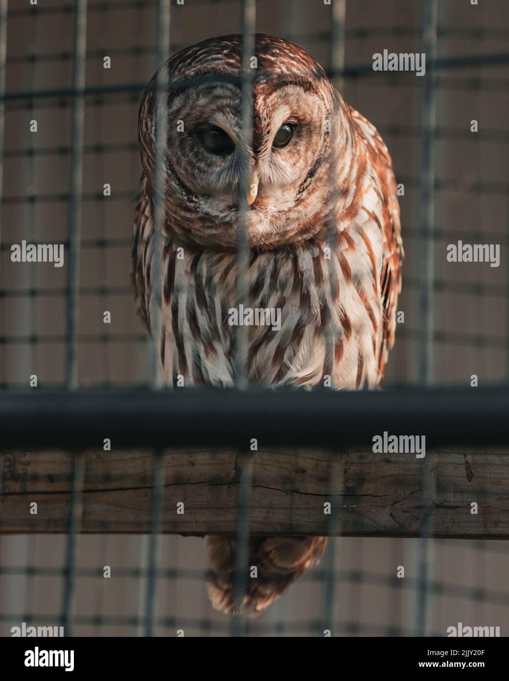 A vertical closeup shot of a barred owl staring at the camera from the ...