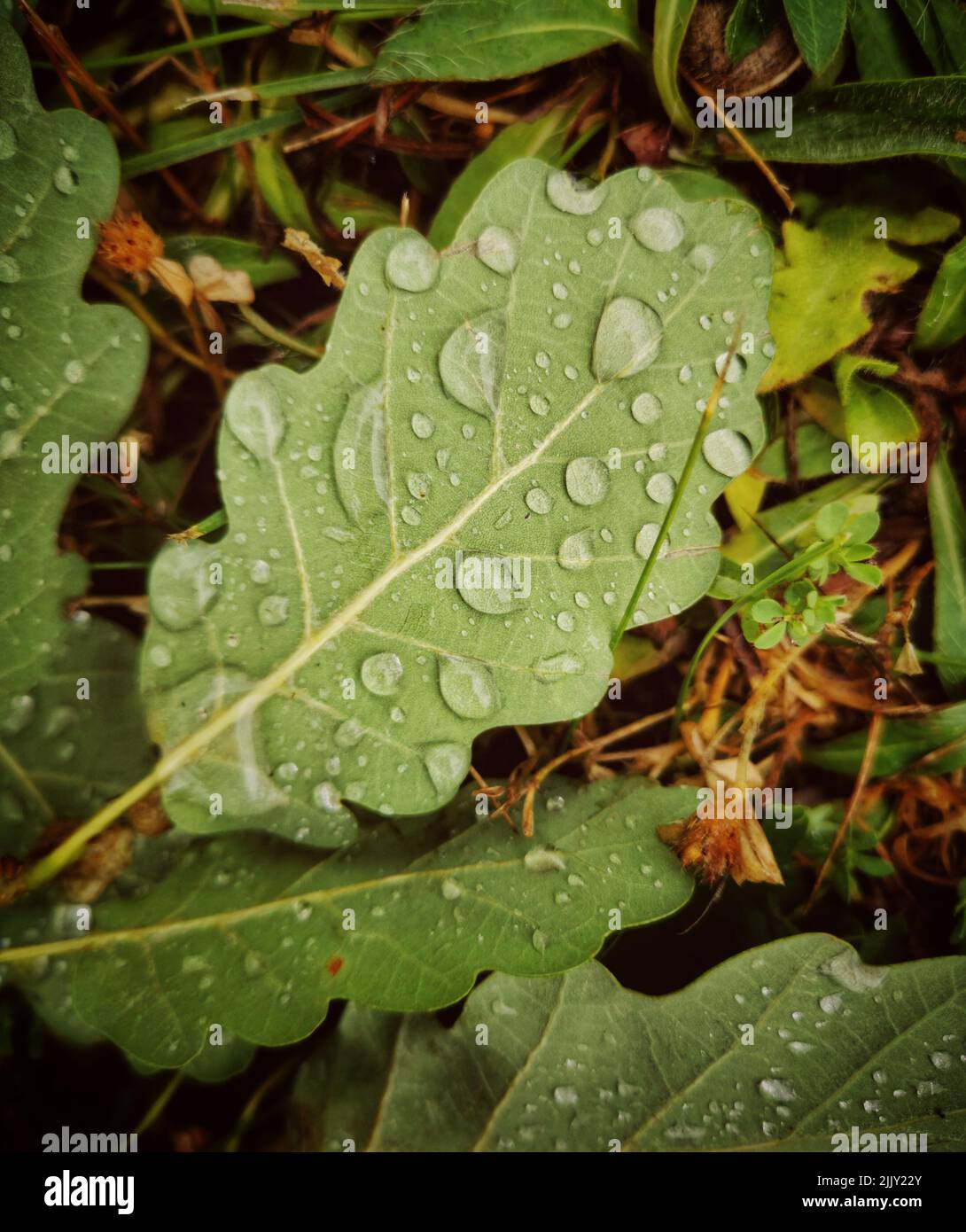 A close-up of green acorn leaves with dew drops falling on the grass ...