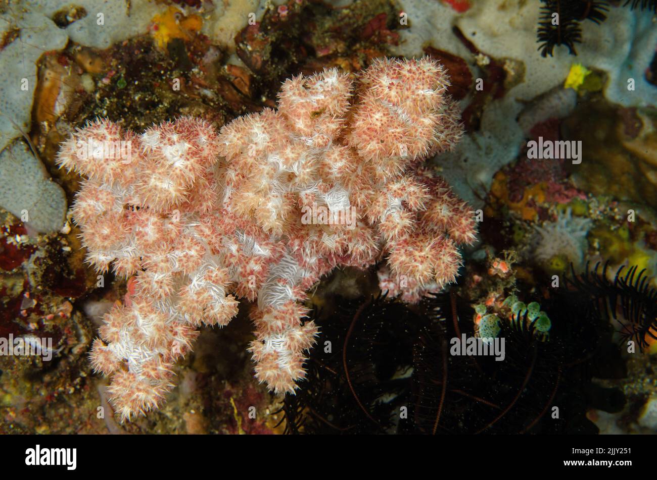 Soft coral, Dendronephthya hemprichi, Nephtheidae, Anilao, Batangas ...