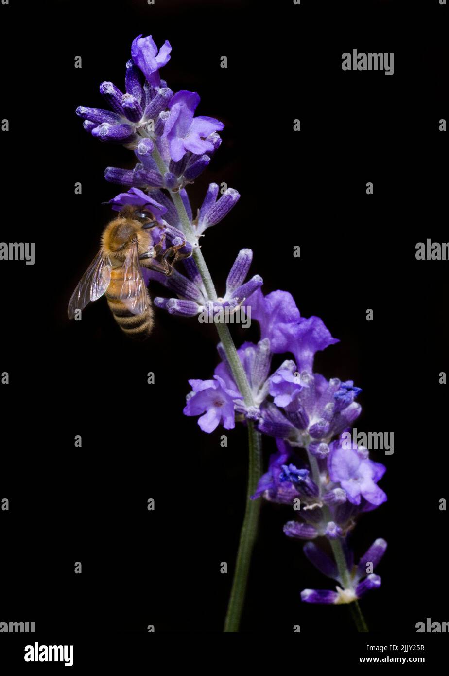Honey Bee Collecting Nector from Lavender Stock Photo - Alamy