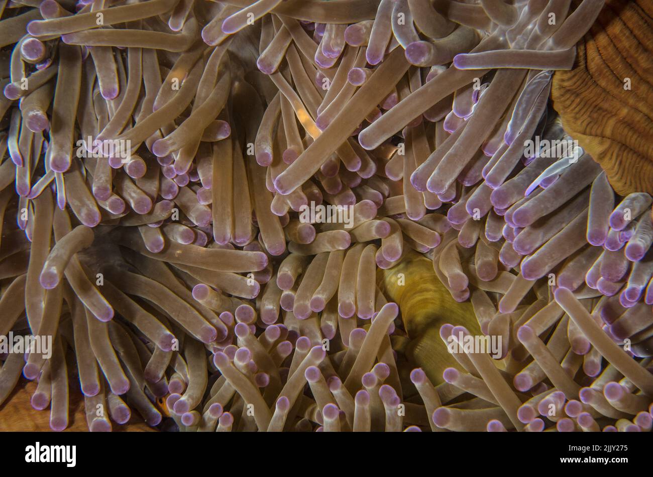 Magnificent Sea Anemone, Heteractis magnifica, Stichodactylidae, Anilao ...