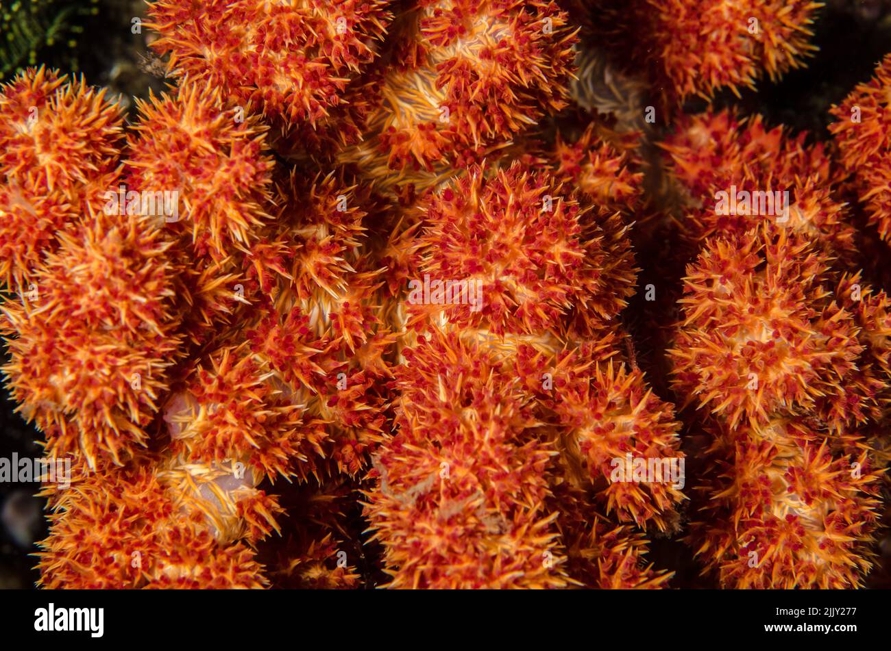 Soft coral, Dendronephthya hemprichi, Nephtheidae, Anilao, Batangas ...