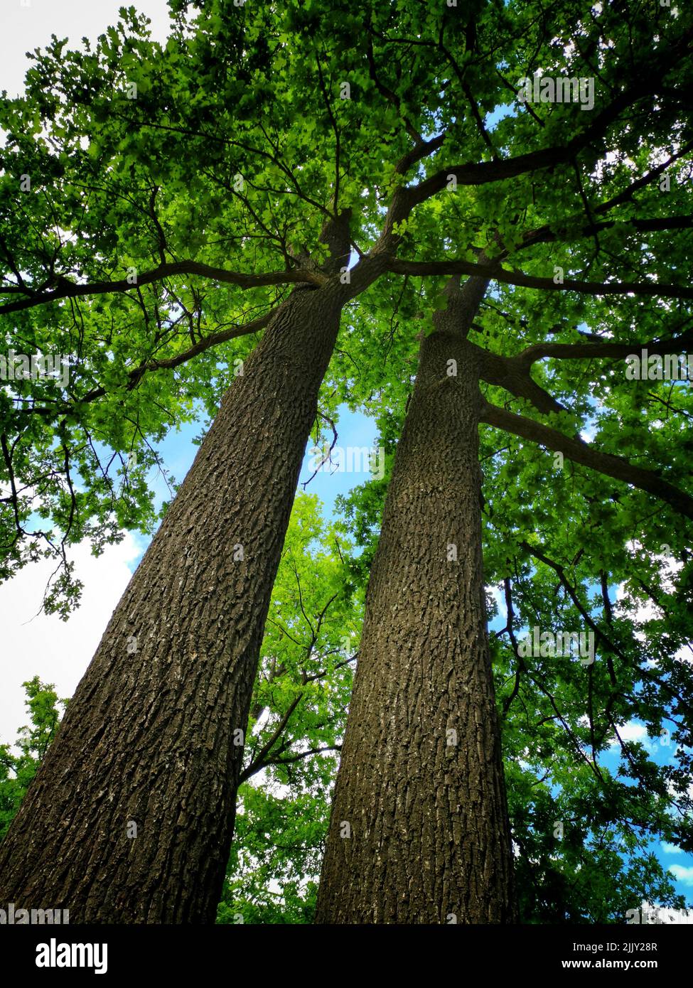 A low angle shot of two trees with high and thick trunks and dense ...