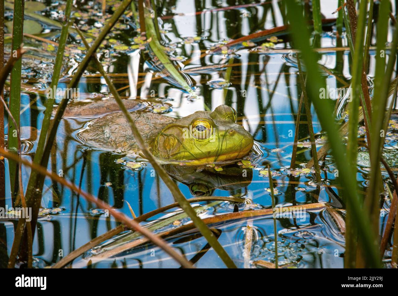 Frog in the water Stock Photo - Alamy
