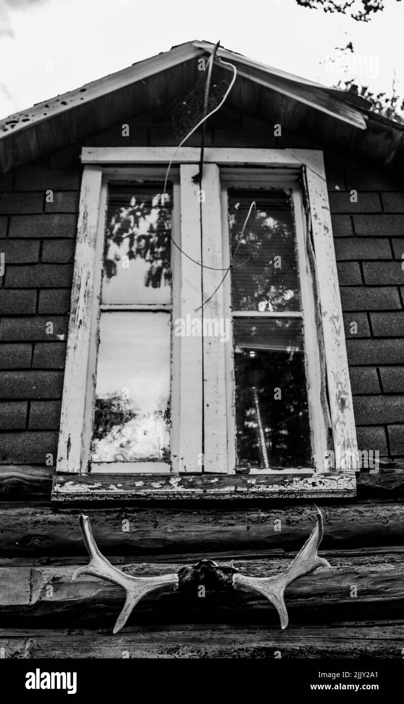 Frog mouth Black and White Stock Photos & Images - Alamy