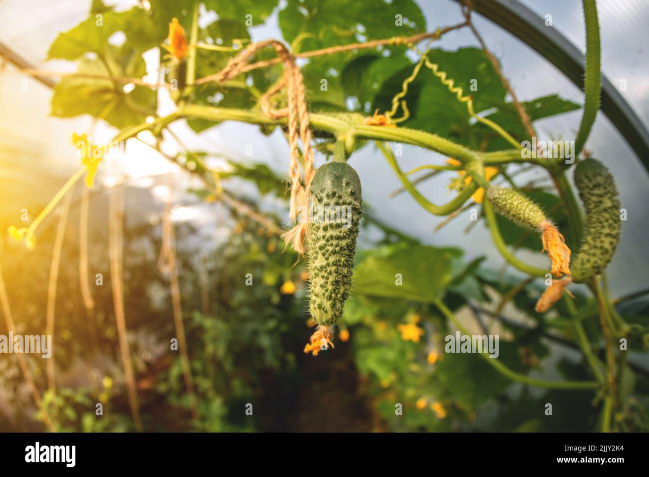 Small and large cucumbers growing in a greenhouse garden, flowering ...