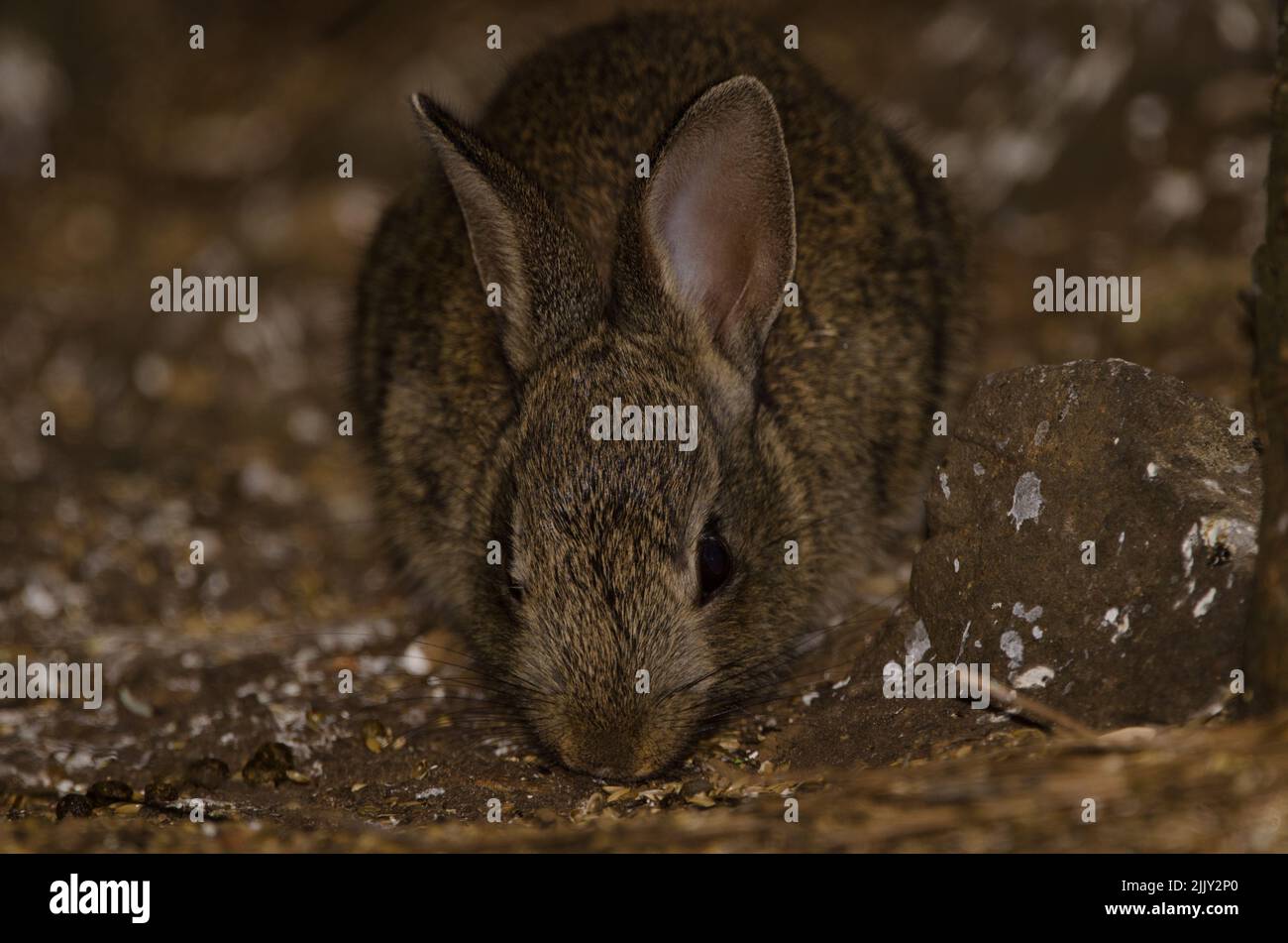 European rabbit Oryctolagus cuniculus. The Nublo Rural Park. Tejeda ...