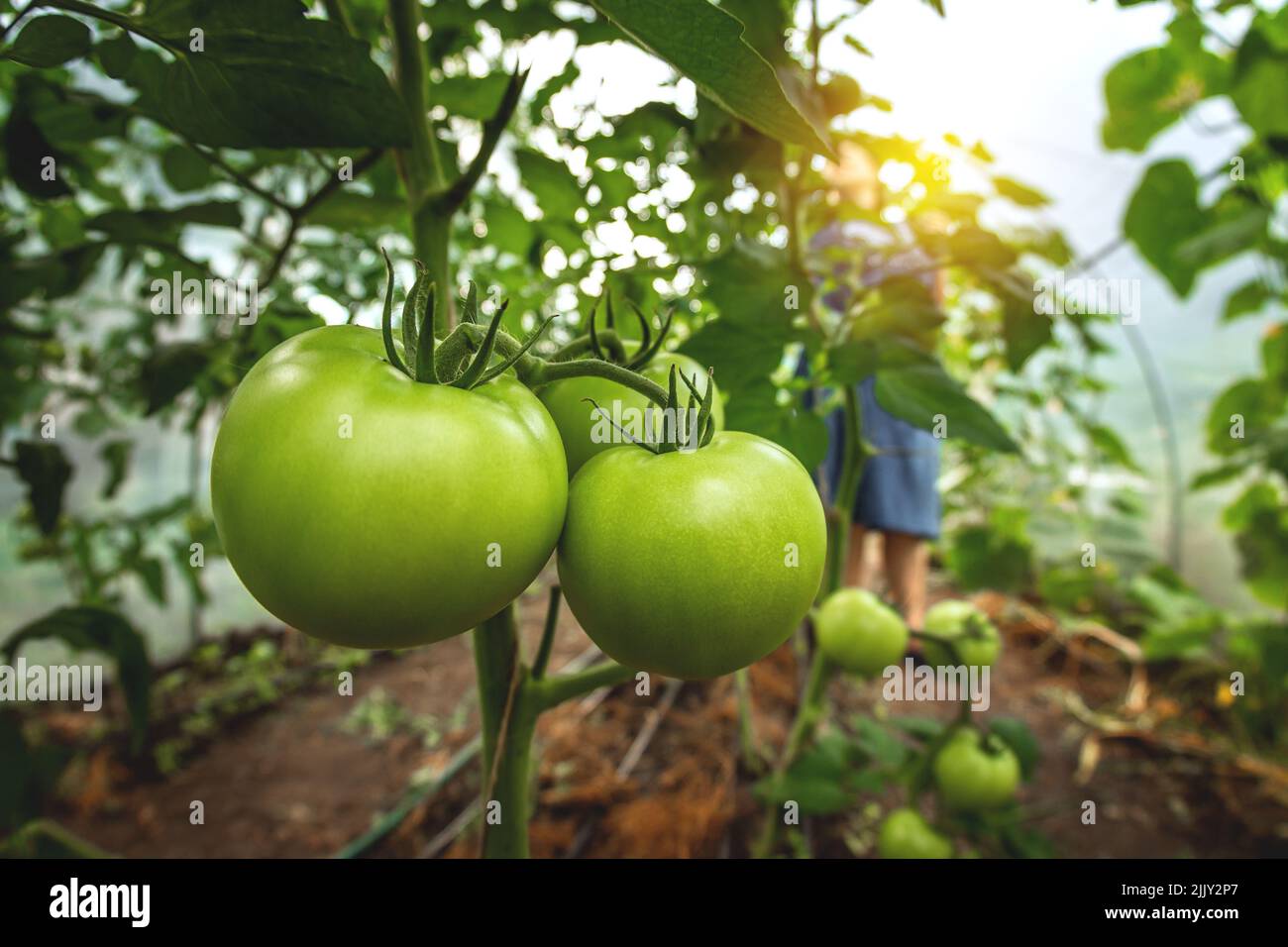 Large green tomatoes in a greenhouse. Growing a tomato at home Stock ...