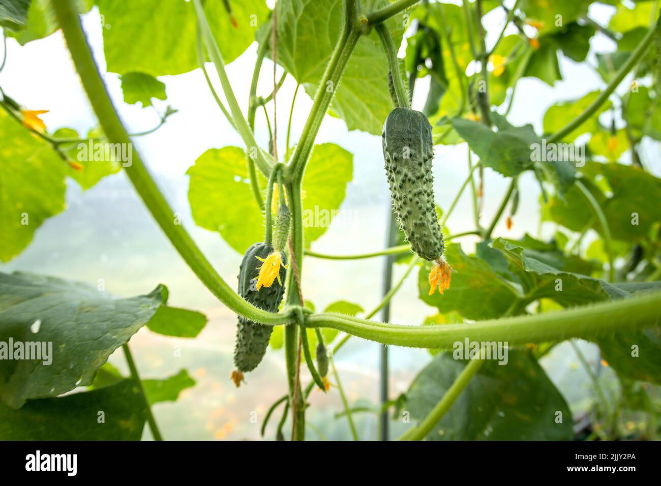 Small and large cucumbers growing in a greenhouse garden, flowering ...