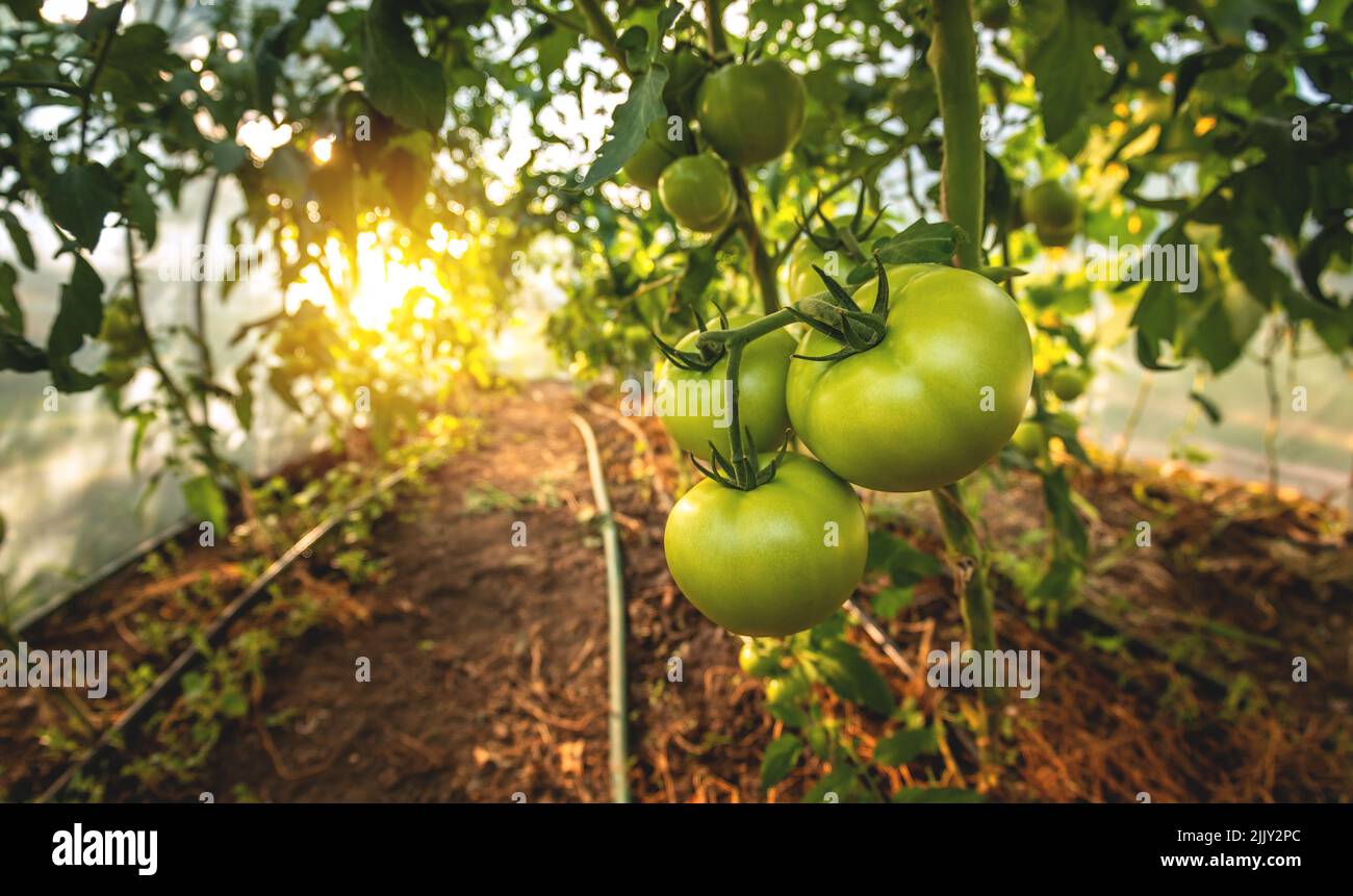 Large green tomatoes in a greenhouse. Growing a tomato at home Stock ...