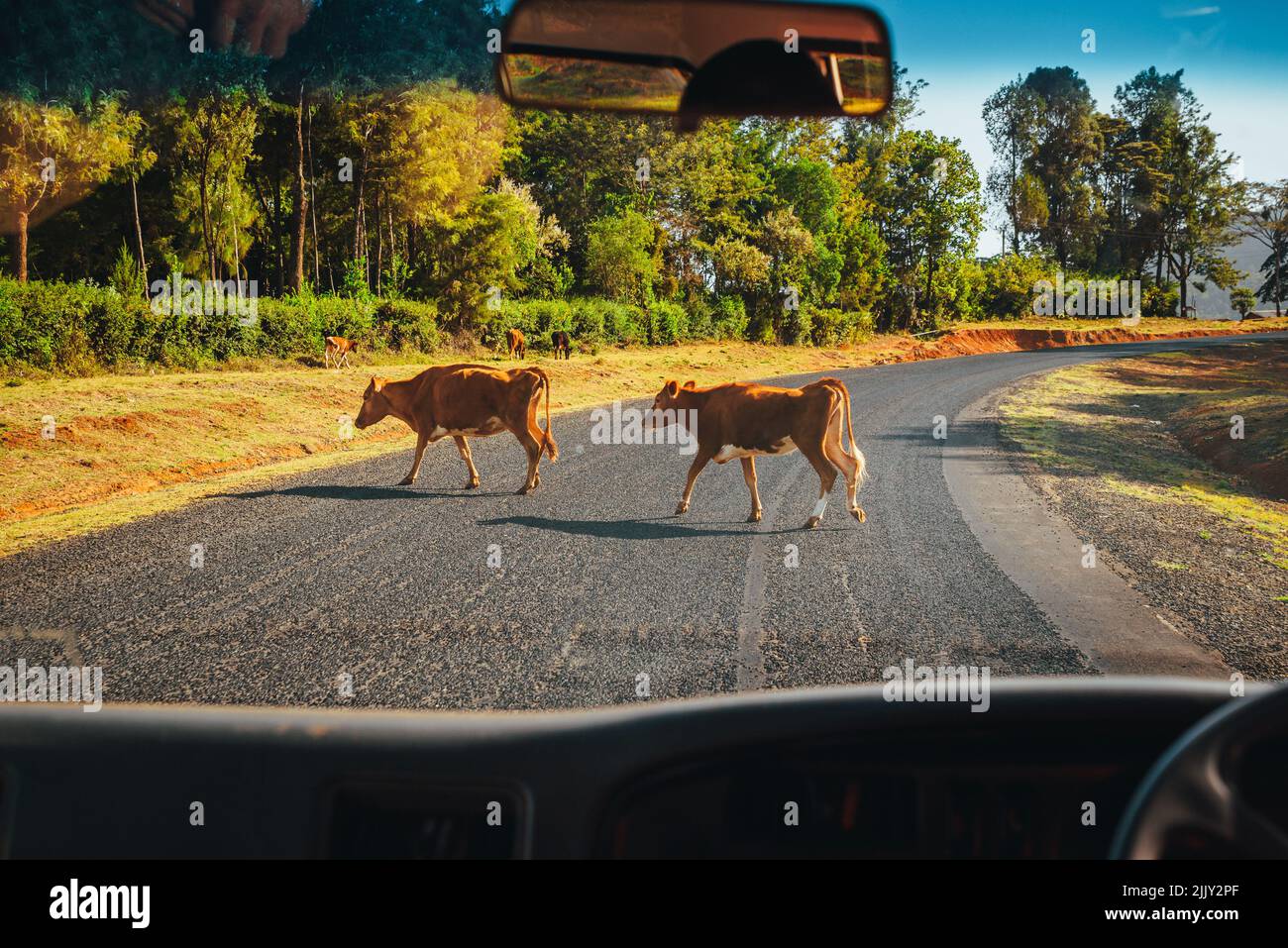 Cows cross the road. Typical farm life in Kenya, East Africa. Travel in ...