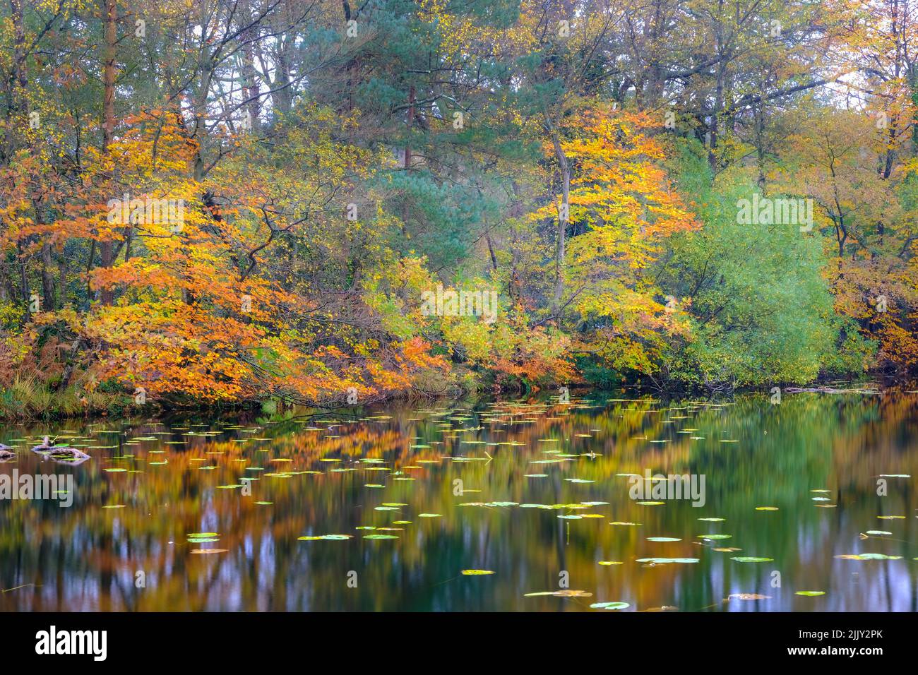 Reflection of autumnal, fall leaves and trees in England, UK Stock ...