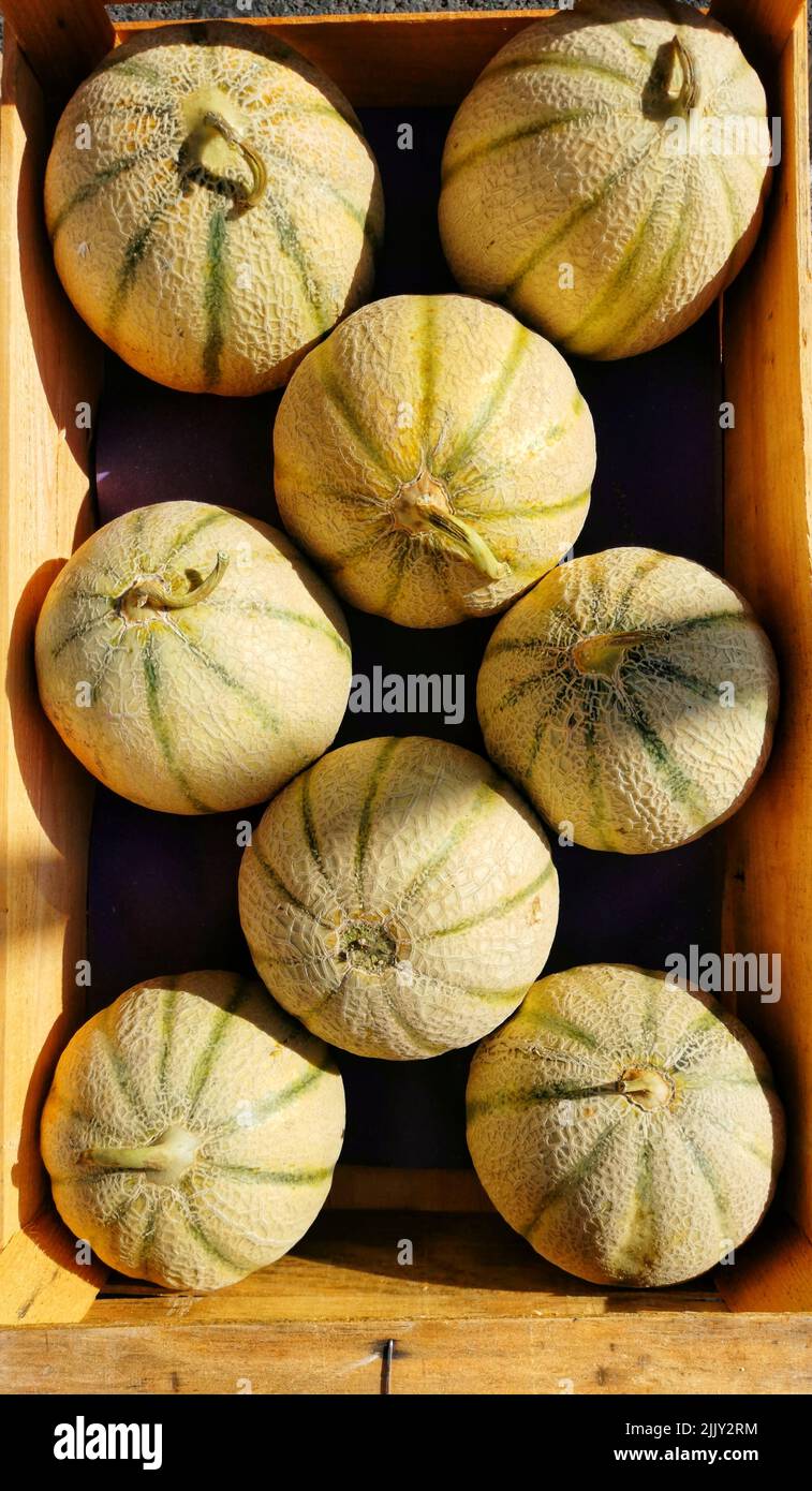 Top view of a French melons in the wooden box with the rays of the sun ...