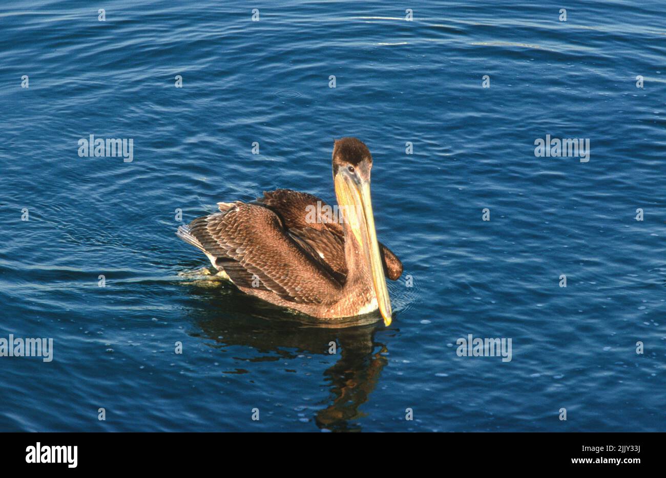 Pelican floating in the the water of San Diego harbor Stock Photo - Alamy