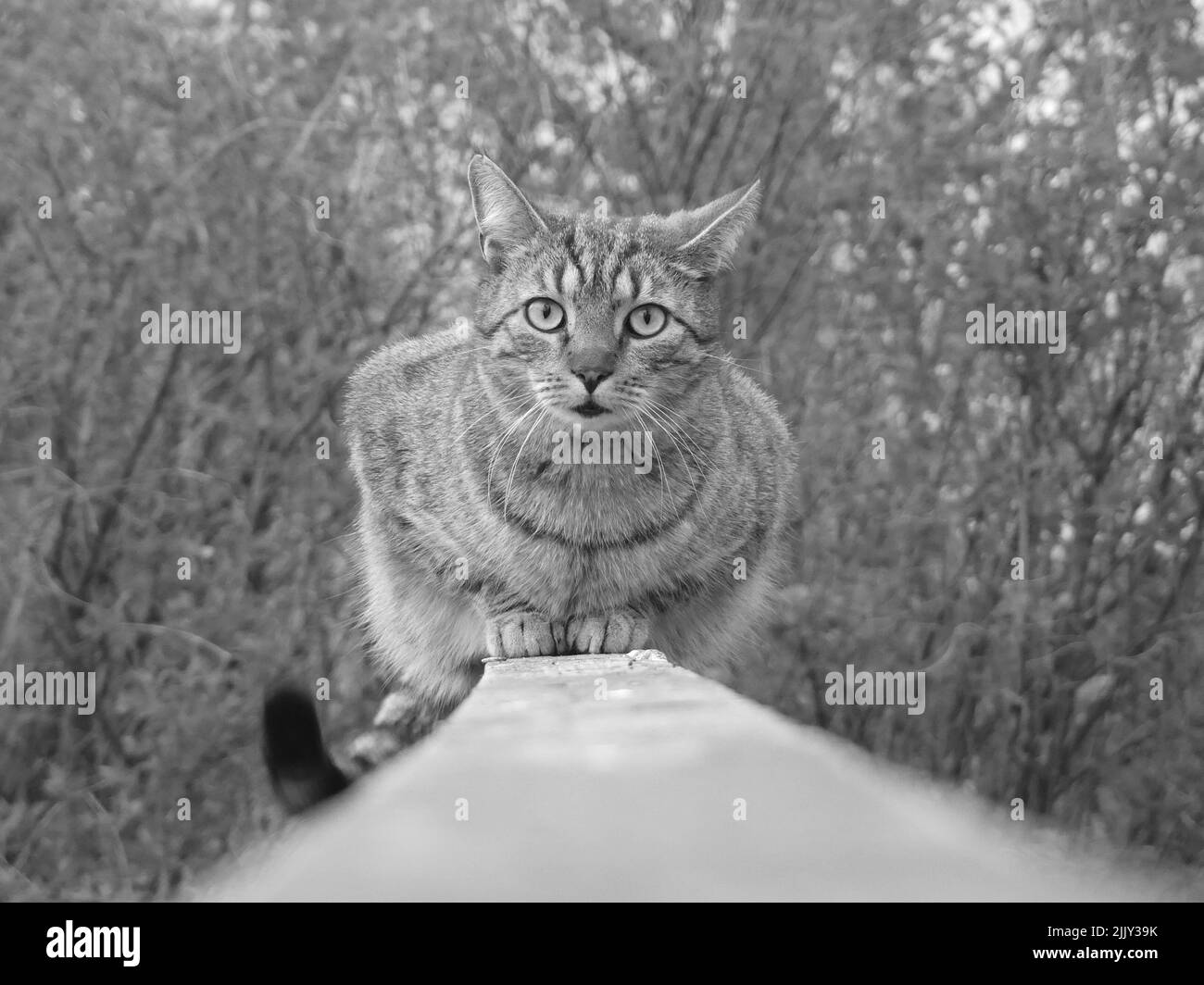 A grayscale of an adorable tabby cat sitting outdoors and looking into ...