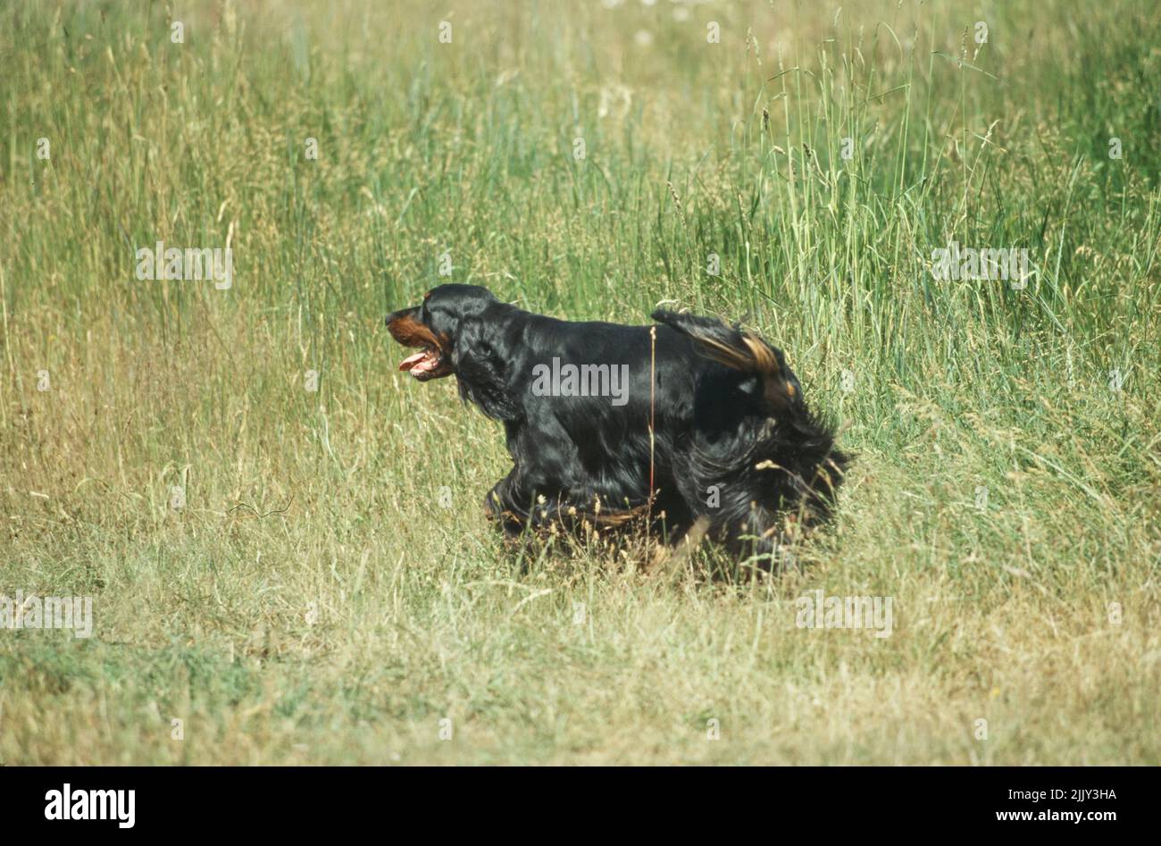 Gordon Setter running in tall grass in field Stock Photo - Alamy
