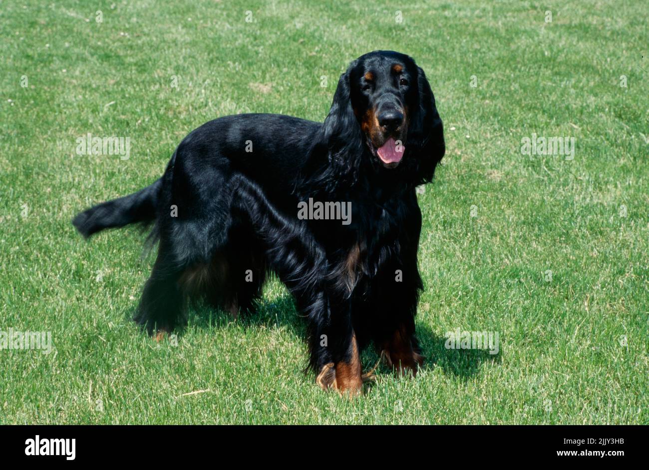Gordon Setter standing in grass Stock Photo - Alamy
