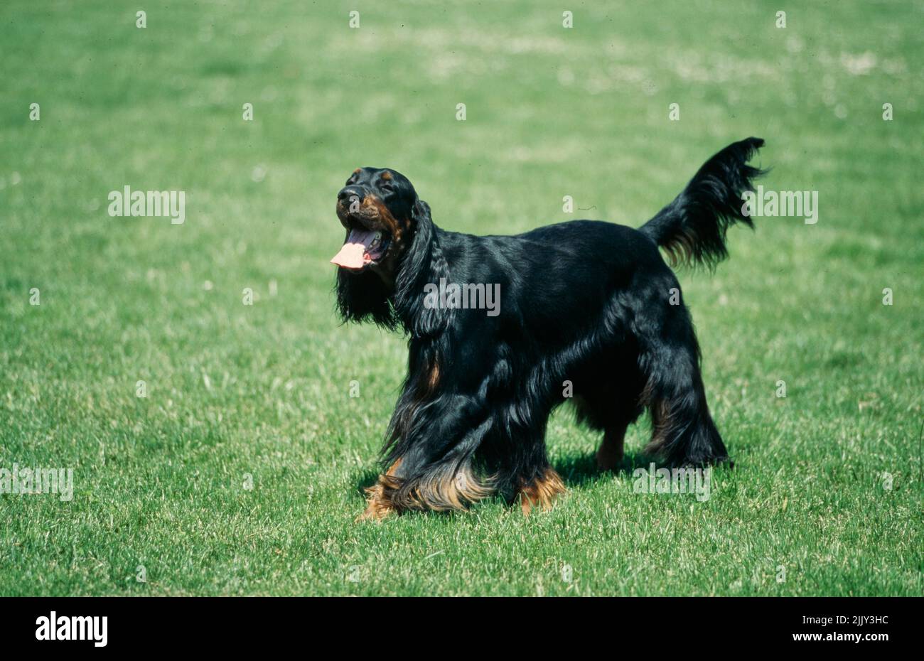 Gordon Setter standing in grass Stock Photo - Alamy