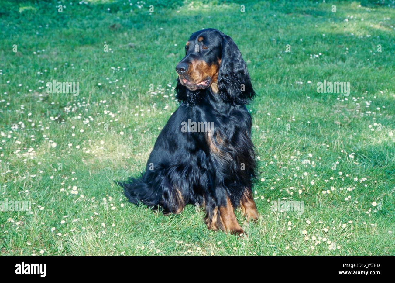 Gordon Setter sitting in grass Stock Photo - Alamy
