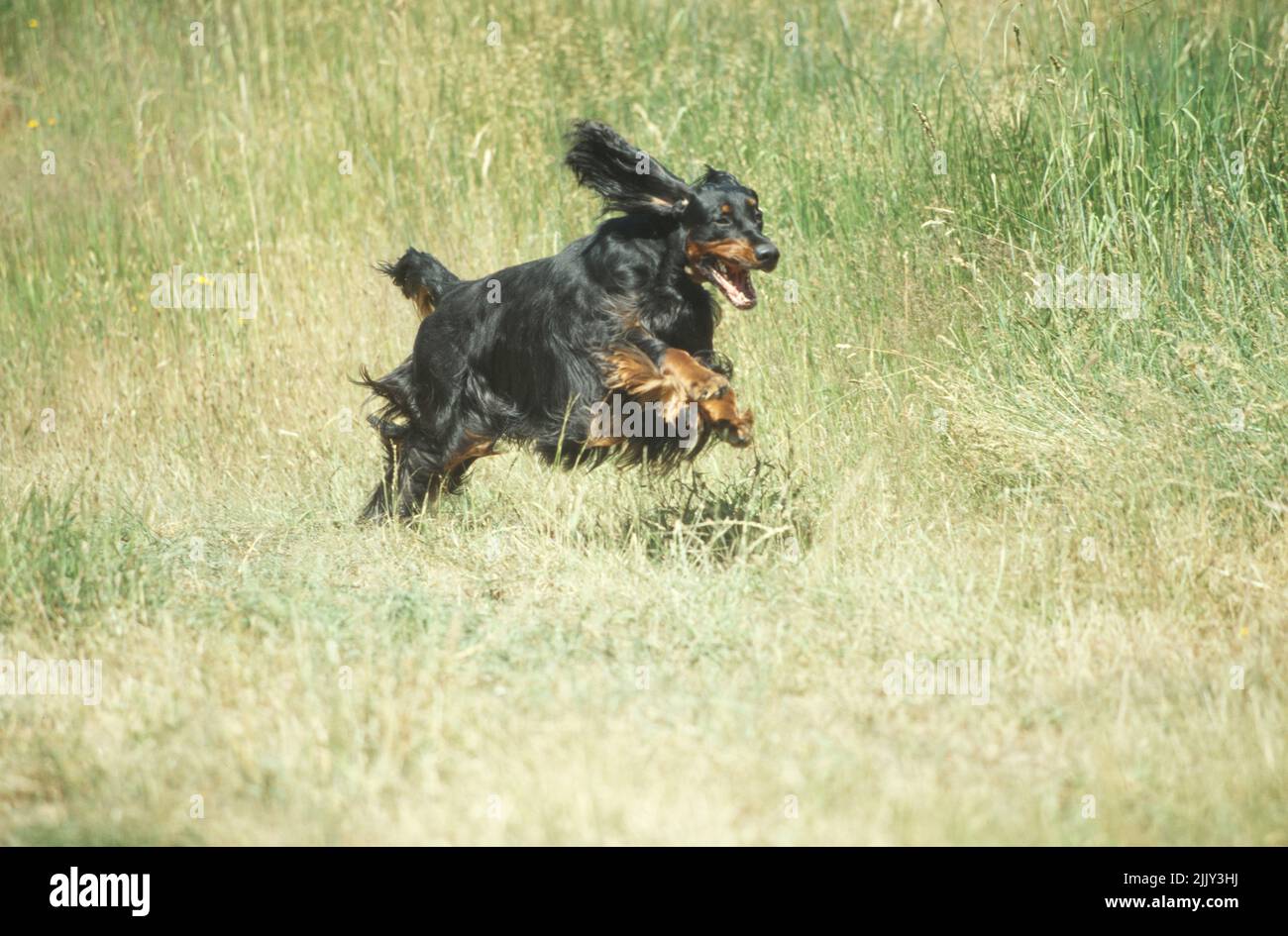 Gordon Setter running in tall grass in field Stock Photo - Alamy
