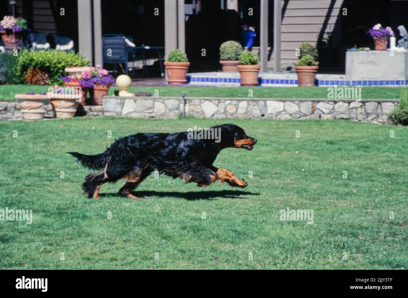 Gordon Setter running in grass Stock Photo - Alamy