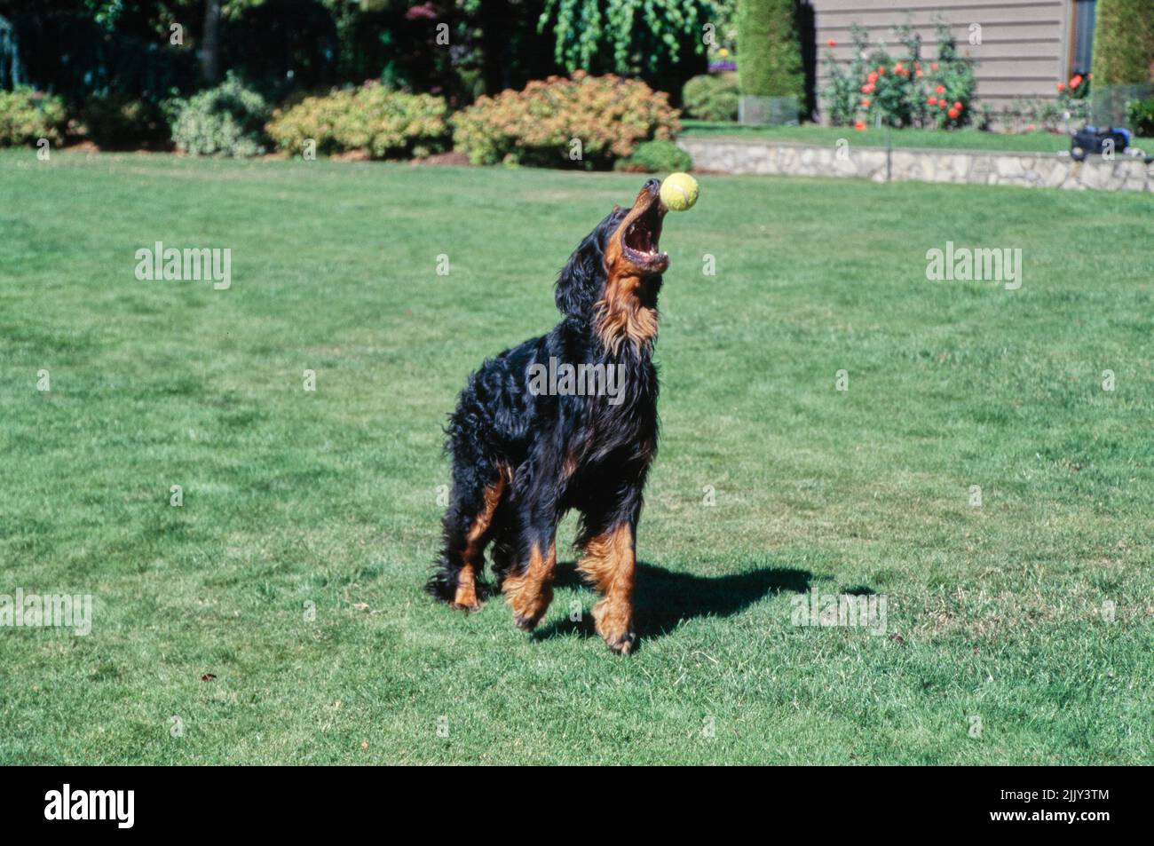 Gordon Setter running in grass after tennis ball Stock Photo - Alamy