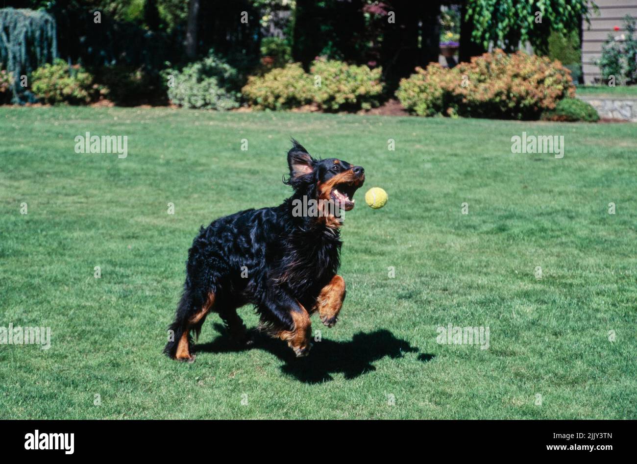 Gordon Setter running in grass after tennis ball Stock Photo - Alamy